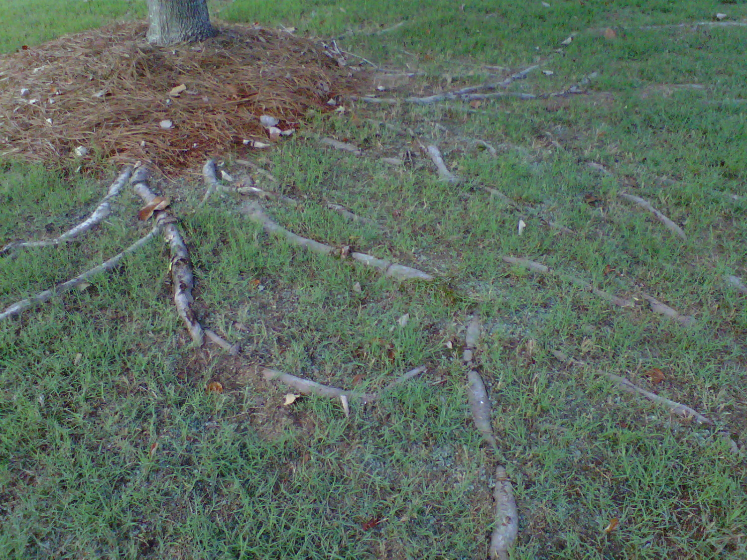 Legally Getting Rid of Your Neighbor’s Offending Tree Roots - Peter Wittlin